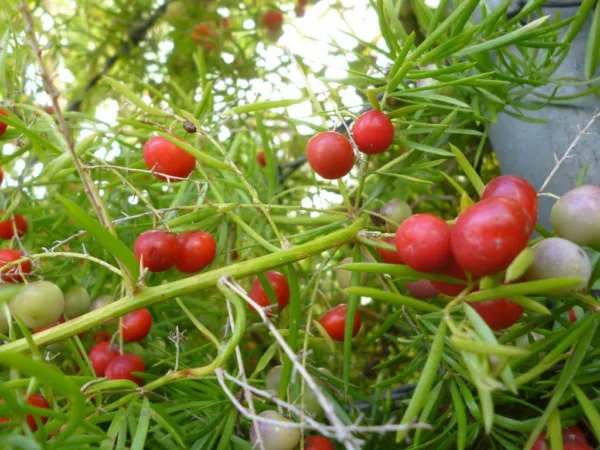 Asparagus Sprengeri Shrub Fragrant Flowering Fern Bush Bird Atract 20 ...