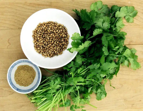 Cilantro Herb Coriander Coriandrum Sativum Recao Latin Cuisine Spice ...