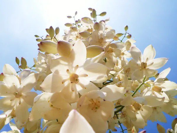 Soapweed Yucca Glauca Narrowleaf Desert Grass Agave Aloe 15 Seeds Fresh ...