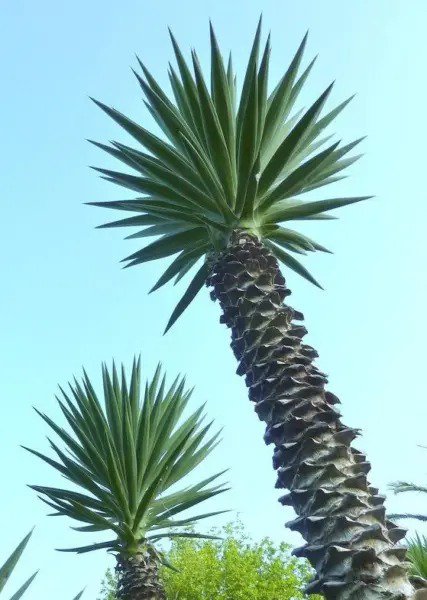 Yucca Aloifolia Rare Spanish Bayonet Agave Dagger Plant 15 Seeds Fresh ...