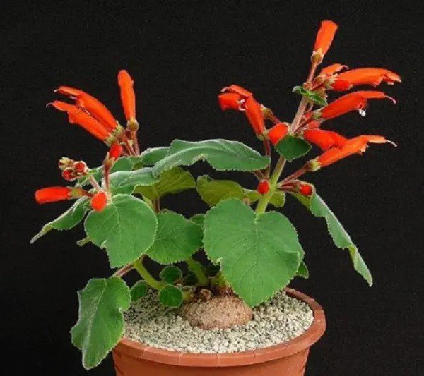 Sinningia Cardinalis Rare Caudex Pachycaul Bulb Gesneria 100 Seeds ...