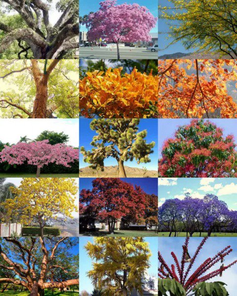 Trees Mix Rare Flower Plant Desert Fragrant Bonsai Tree 100 Seeds Fresh ...