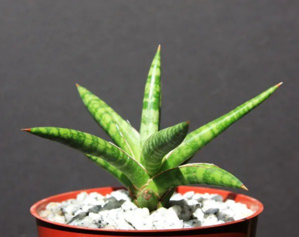 Sansevieria Ballyi Rare Succulent Outdoor Collector Plant 4" Pot Fresh ...