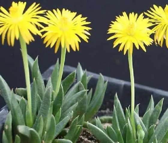 Bergeranthus Artus Living Stone Ice Plant Cacti Rare Mesem Cactus 50 ...