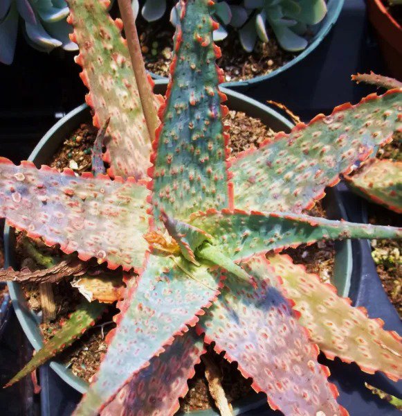 Aloe Cultivar Fire Coral Hybrid Rare Color Succulent Cacti 50 Seeds ...