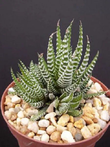 Haworthia Attenuata Zebra Zebrina Rare Succulent Cactus Plant Cacti 4 ...
