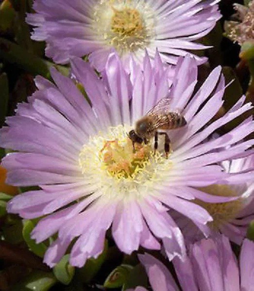 Disphyma Australe Mesembs Rare Succulent Flowering Cactus 50 Seeds ...