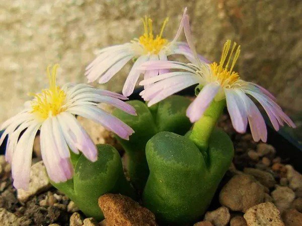 Conophytum Limpidum Rare Mesemb Semi Rock Living Stones Seeds 100 Seeds ...