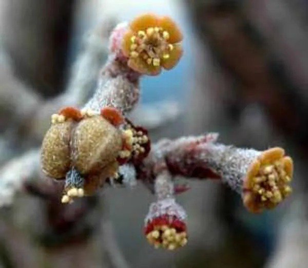 Euphorbia Platyclada Rare Succulent Cactus Caudex Cacti 10 Seeds Fresh ...