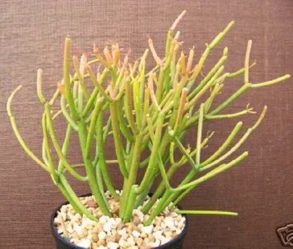 Euphorbia Tirucalli V Rosea Fire Stick Red Pencil Cactus Plant ...
