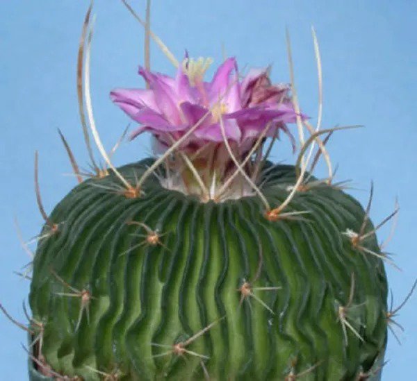 Stenocactus Multicostatum Looking Spines Spine Cactus Rare 50 Seeds ...