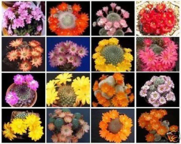 Rebutia Variety Mix Flowering Color Cacti Rare Cactus Aloe 100 Seeds ...