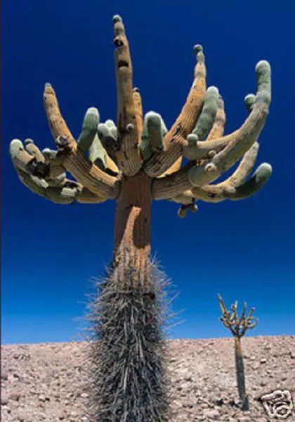 Browningia Candelaris Cacti Rare Cactus 100 Seeds Fresh Garden