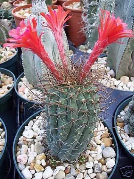 Matucana Pujupatii Red Cacti Rare Cactus 15 Seeds Fresh Garden