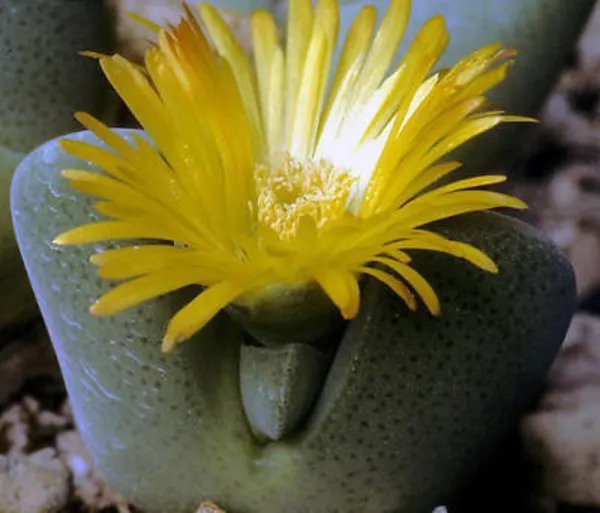 Cheiridopsis Herrei Rare Mesembs Cactus 20 Seeds Fresh Garden