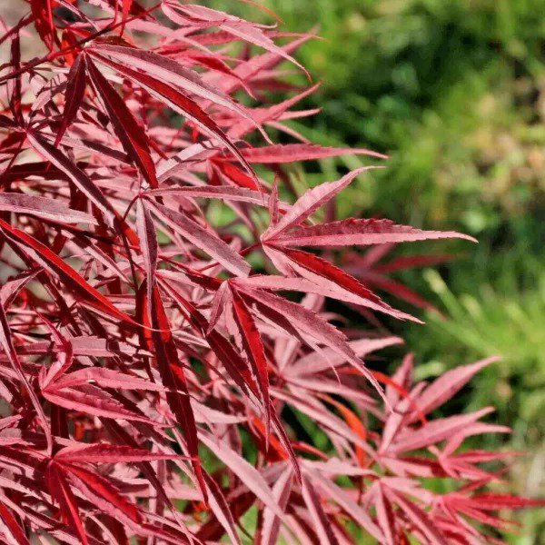 15 Red Spider Japanese Maple Seeds Acer Palmatum Red Spider Fresh Seeds
