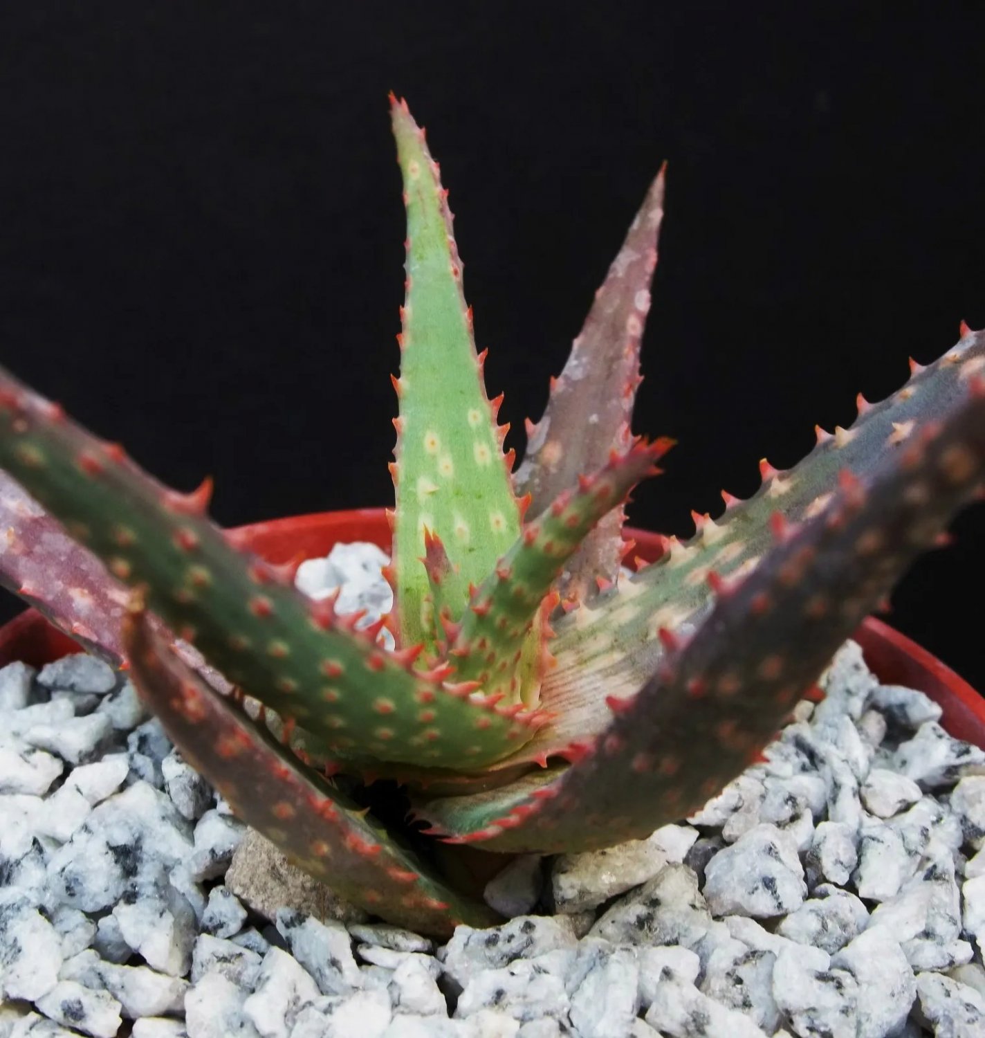 4In Pot Aloe Hybrid Cv Fang Outdoor Garden Exotic Rare Succulent Indoor ...