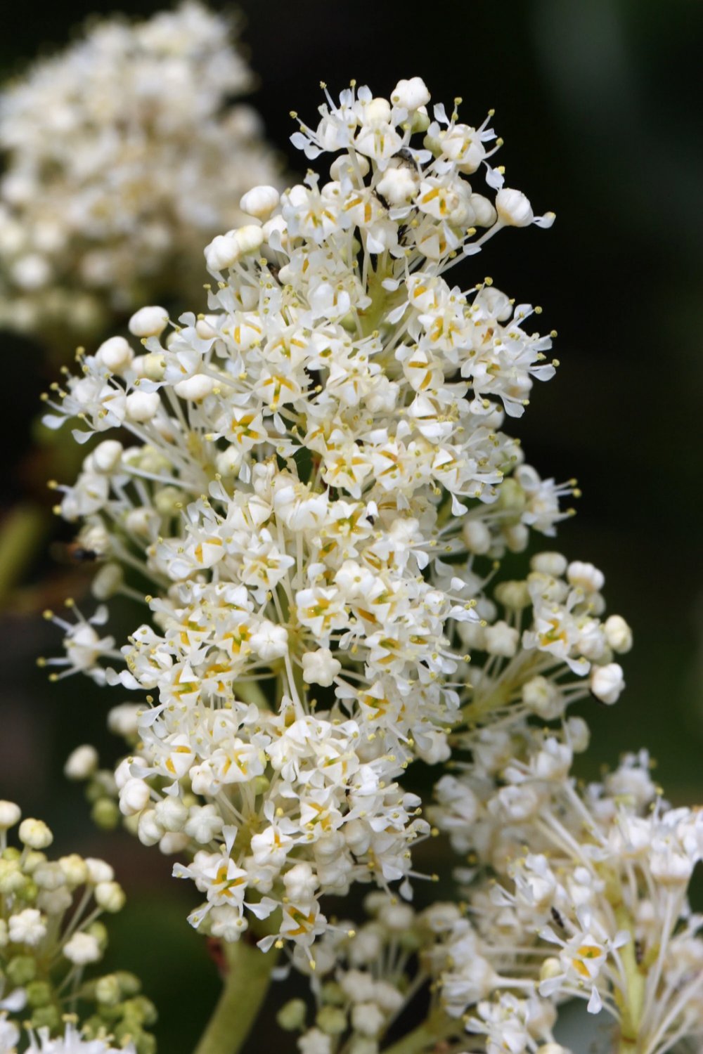 White Snowbrush Ceanothus Velutinus Mountain Balm Buckbrush Flower 20 ...