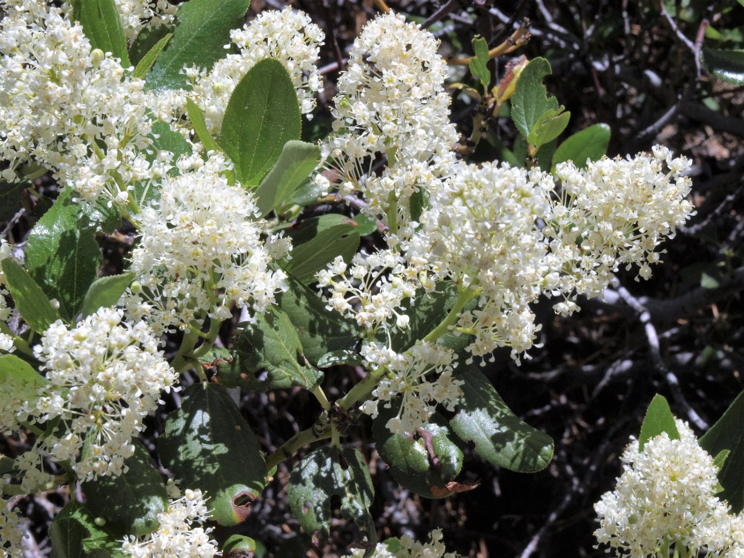 White Snowbrush Ceanothus Velutinus Mountain Balm Buckbrush Flower 20 ...
