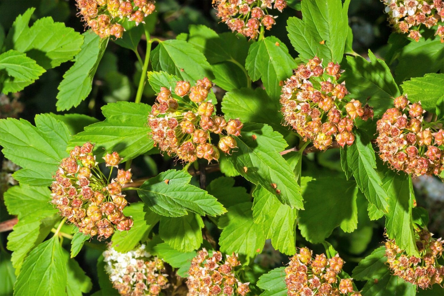 Pacific Ninebark Physocarpus Capitatus Western Native Flower Shrub 50 Seeds