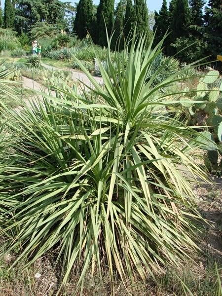 Blue Dracaena Spikes Cordyline Indivisa 25 Flower Seeds