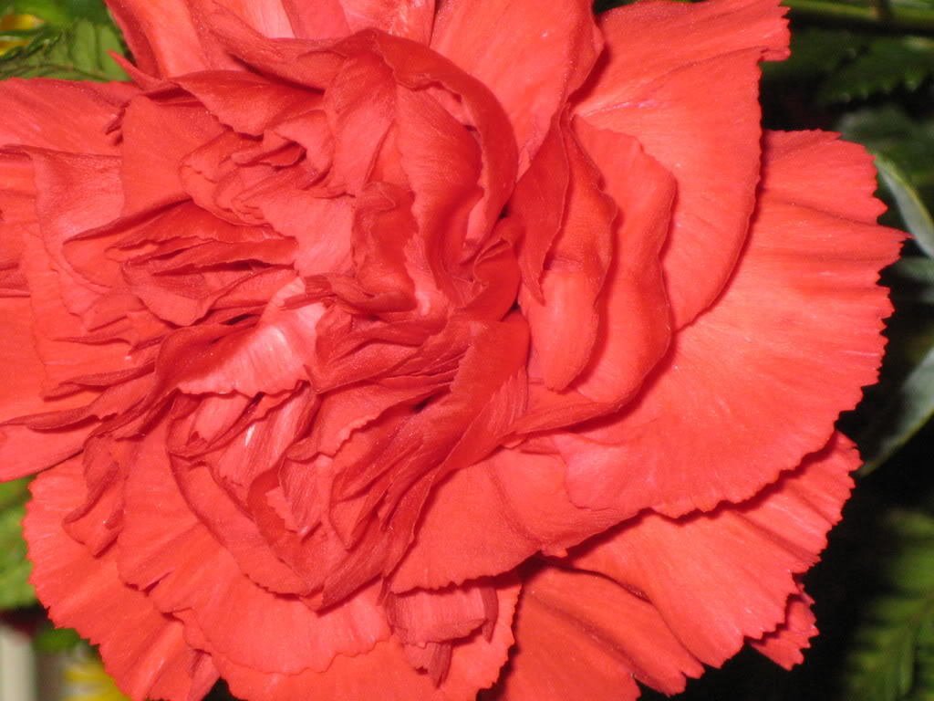 Scarlet Red Carnation Dianthus Caryophyllus 50 Flower Seeds