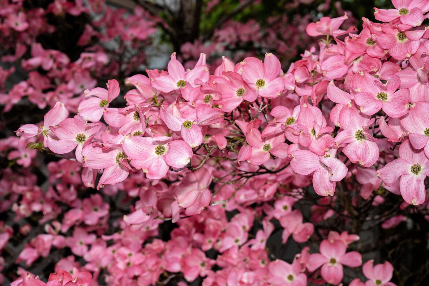 Pink Flowering Dogwood Tree Cornus Florida Rubra Native Ornamental Tree ...