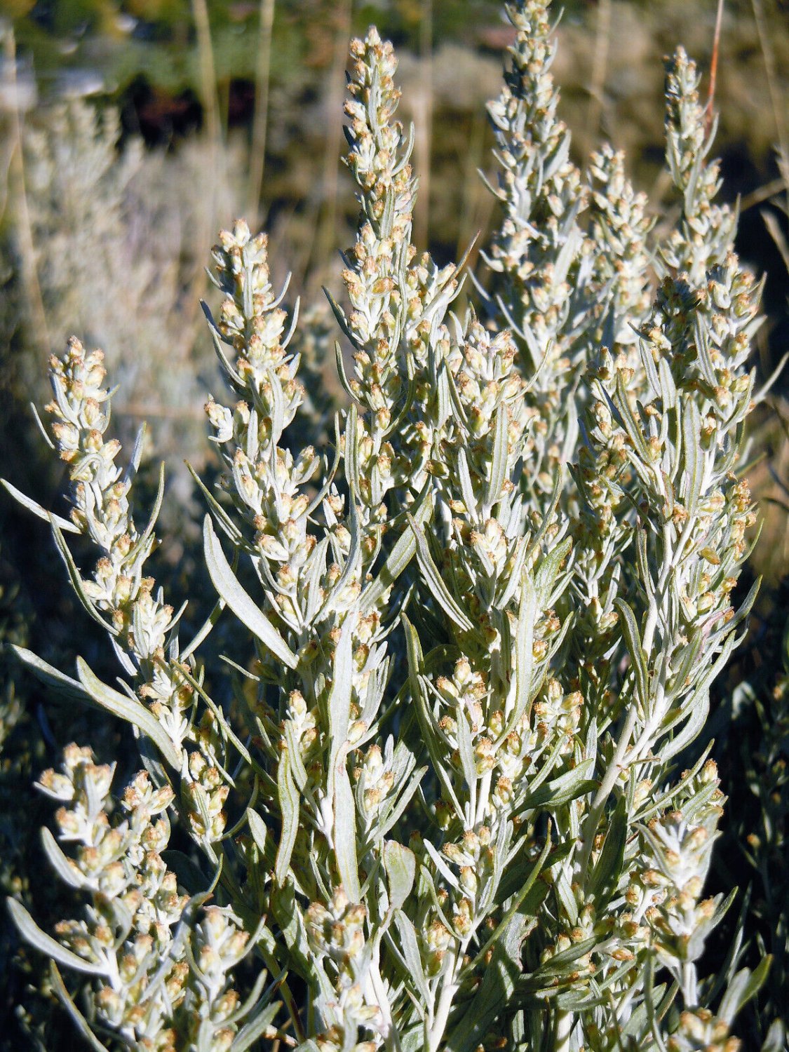 Silver Sagebrush Artemisia Cana Dwarf Sagebrush Wormwood Herb Flower ...