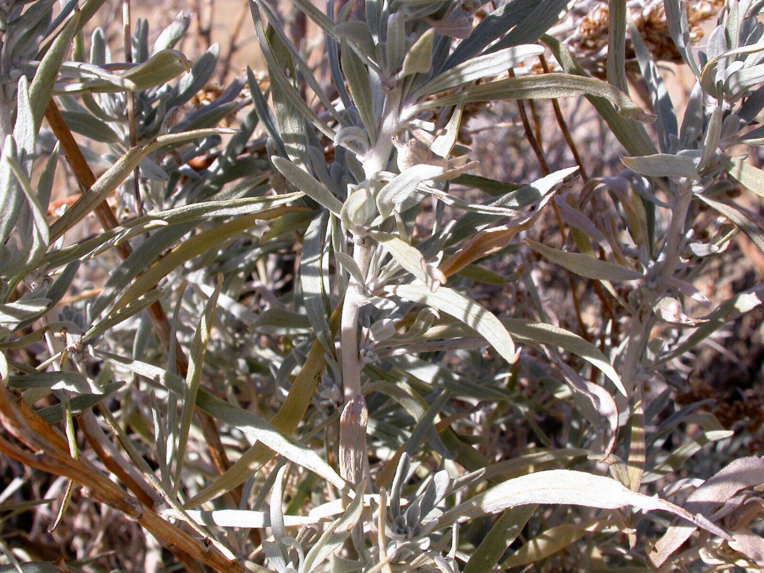 Silver Sagebrush Artemisia Cana Dwarf Sagebrush Wormwood Herb Flower ...
