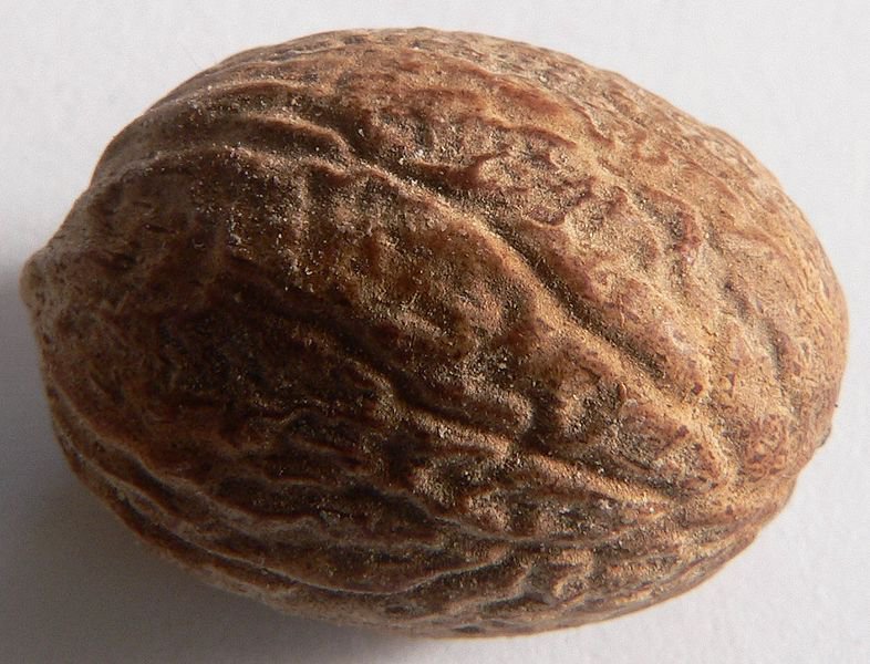 Nutmeg Tree 1 Seed Myristica Fragrans Pala Mace Fruit Nut Pumpkin Pie Spice