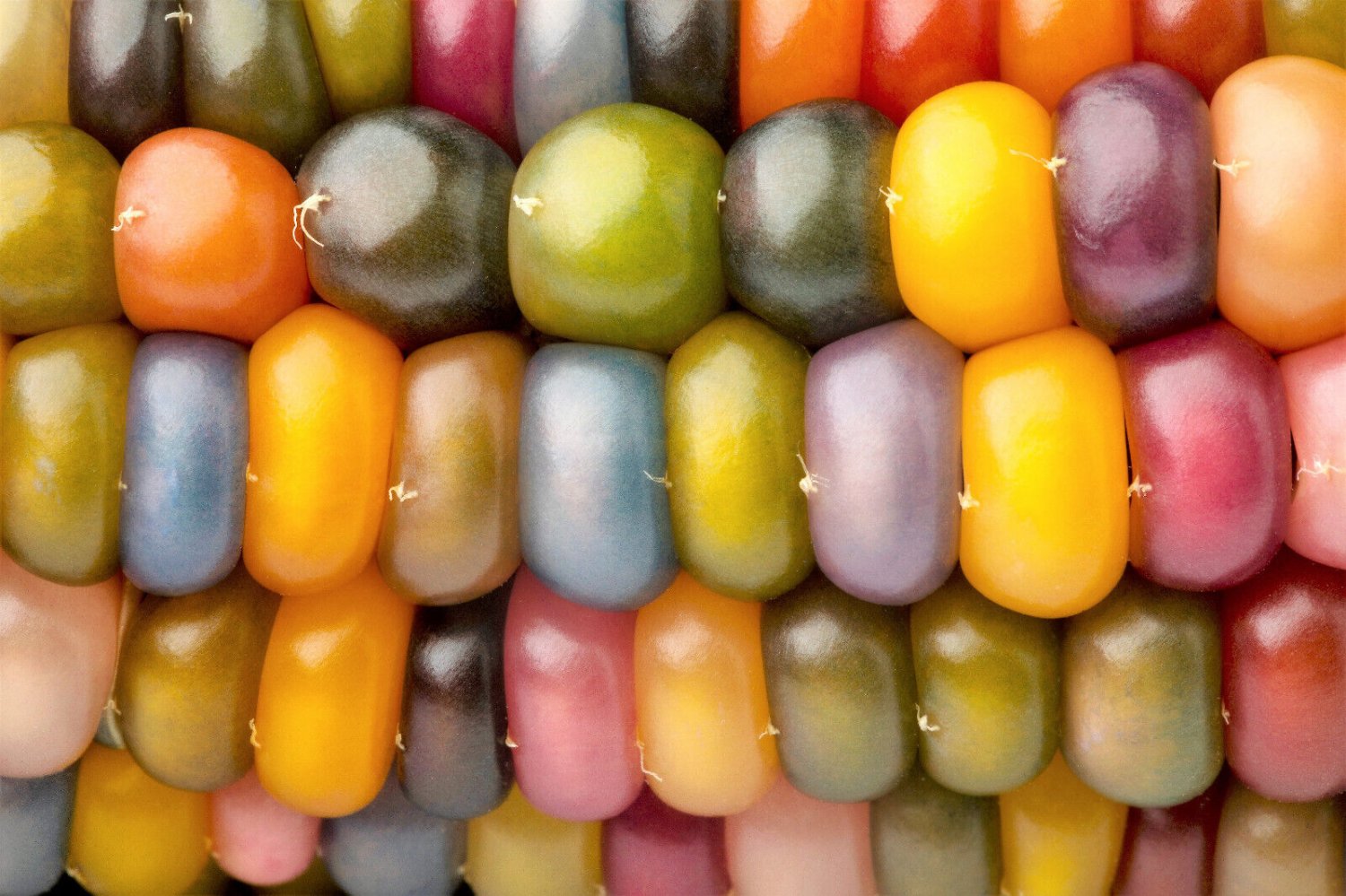 Glass Gem Corn Mixed Colors Ornamental Edible Zea Mays Heirloom 30 ...