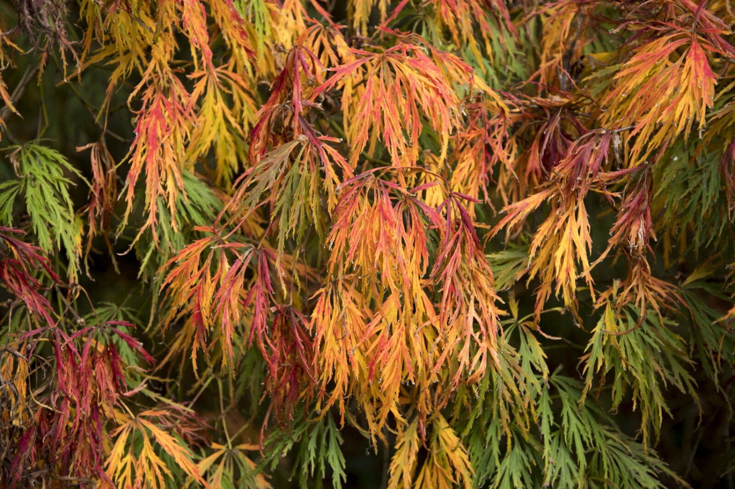 Weeping Laceleaf Maple Japanese Acer Palmatum Dissectum Green Yellow ...