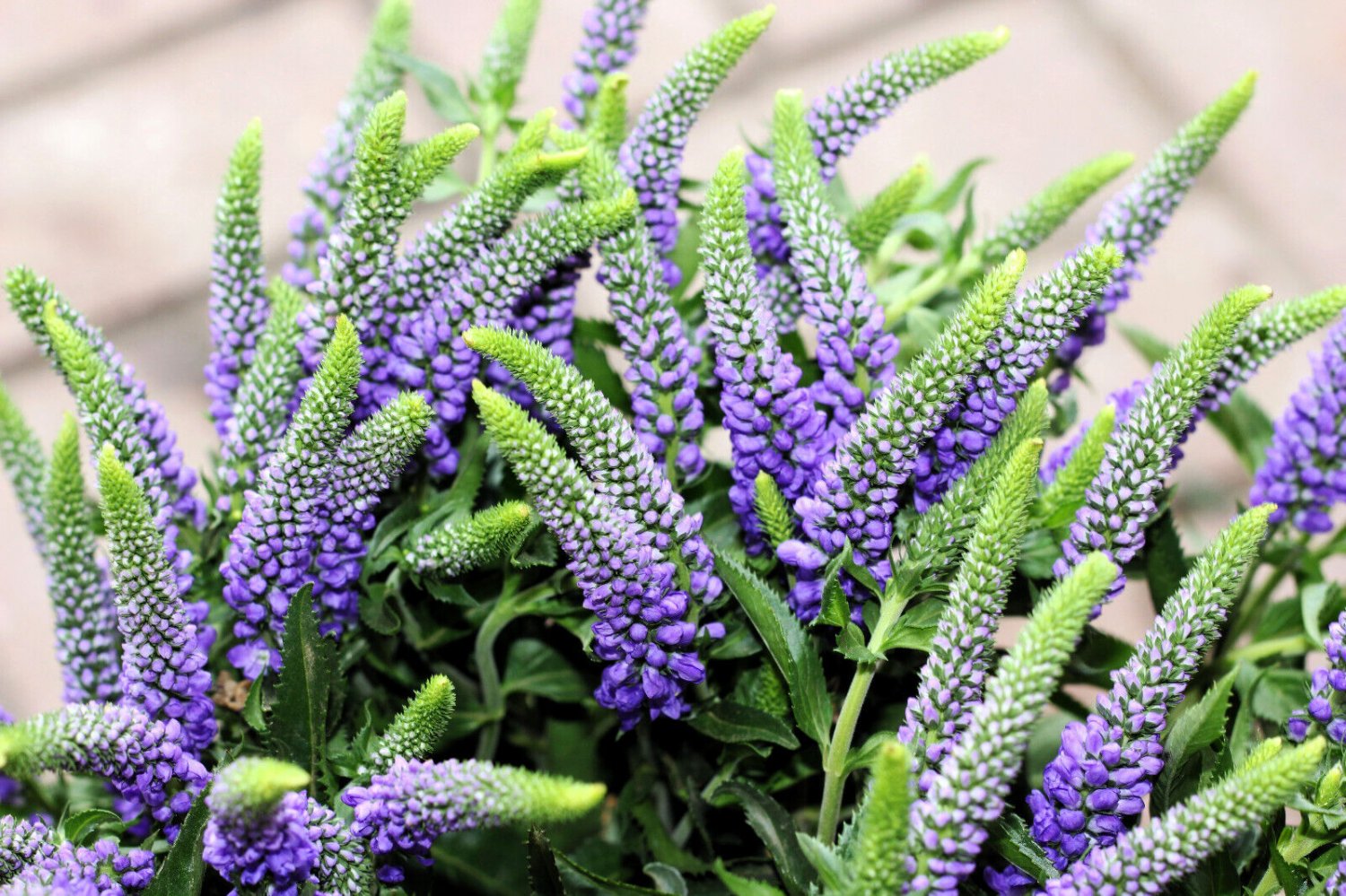 Blue Bouquet Veronica Spicata Spike Speedwell Herb Flower 200 Seeds