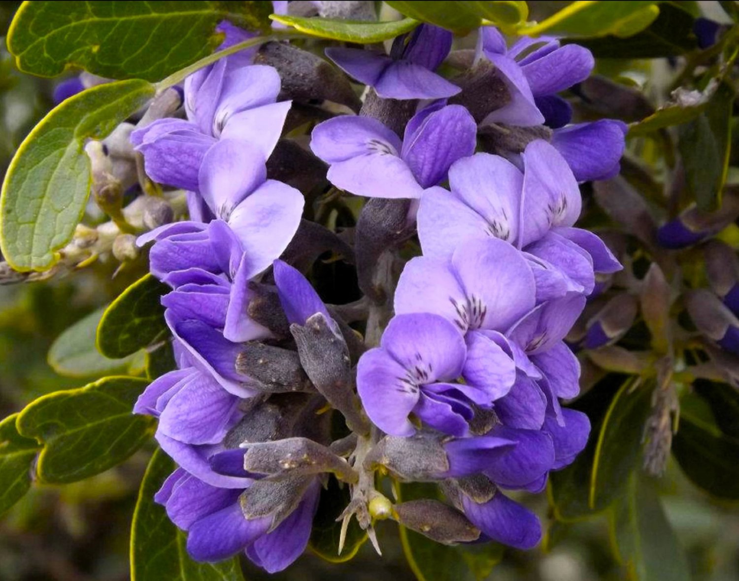 Texas Mountain Laurel Sophora Secundiflora Mescal Tree Purple 10 Flower ...