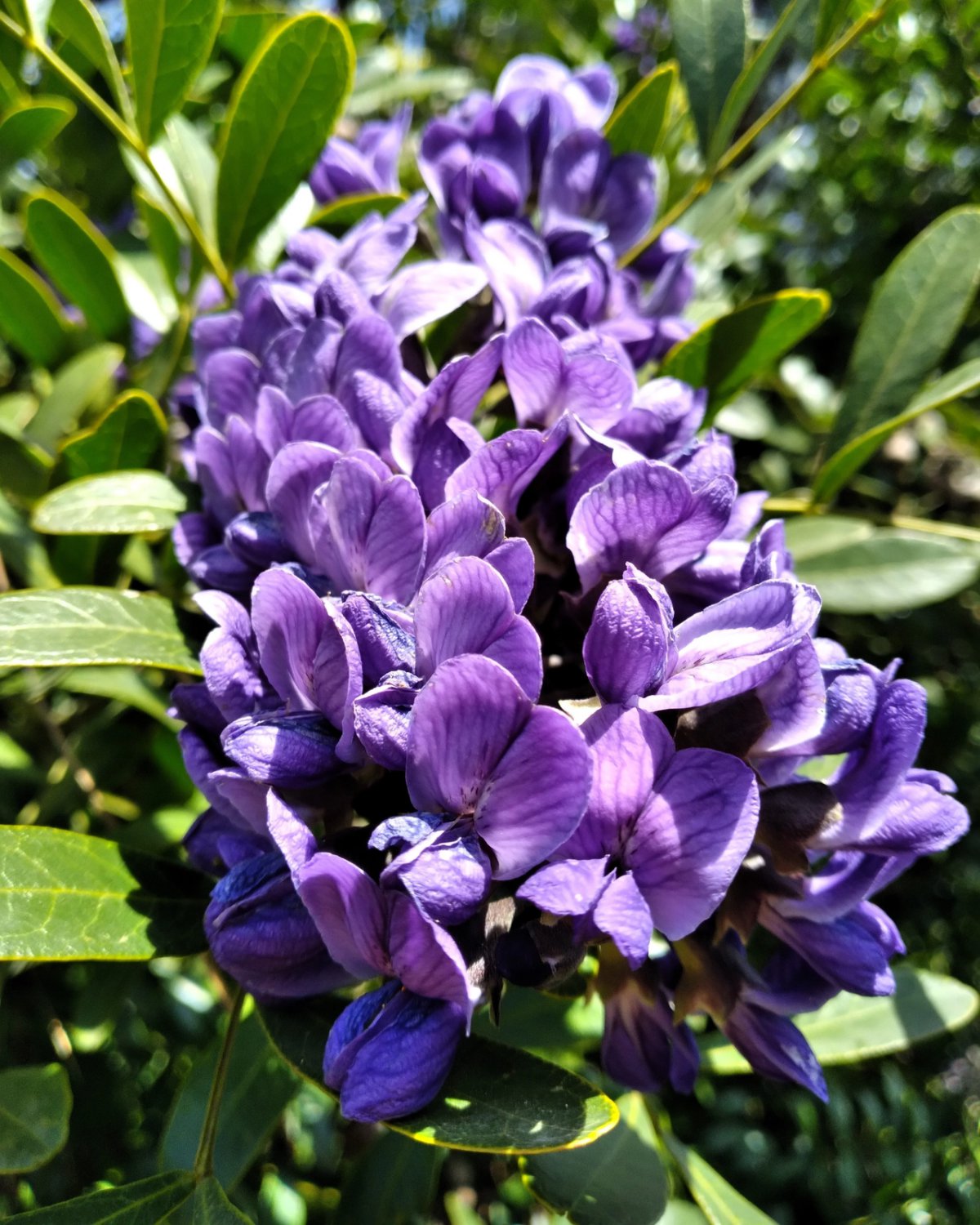 Texas Mountain Laurel Sophora Secundiflora Mescal Tree Purple 10 Flower ...