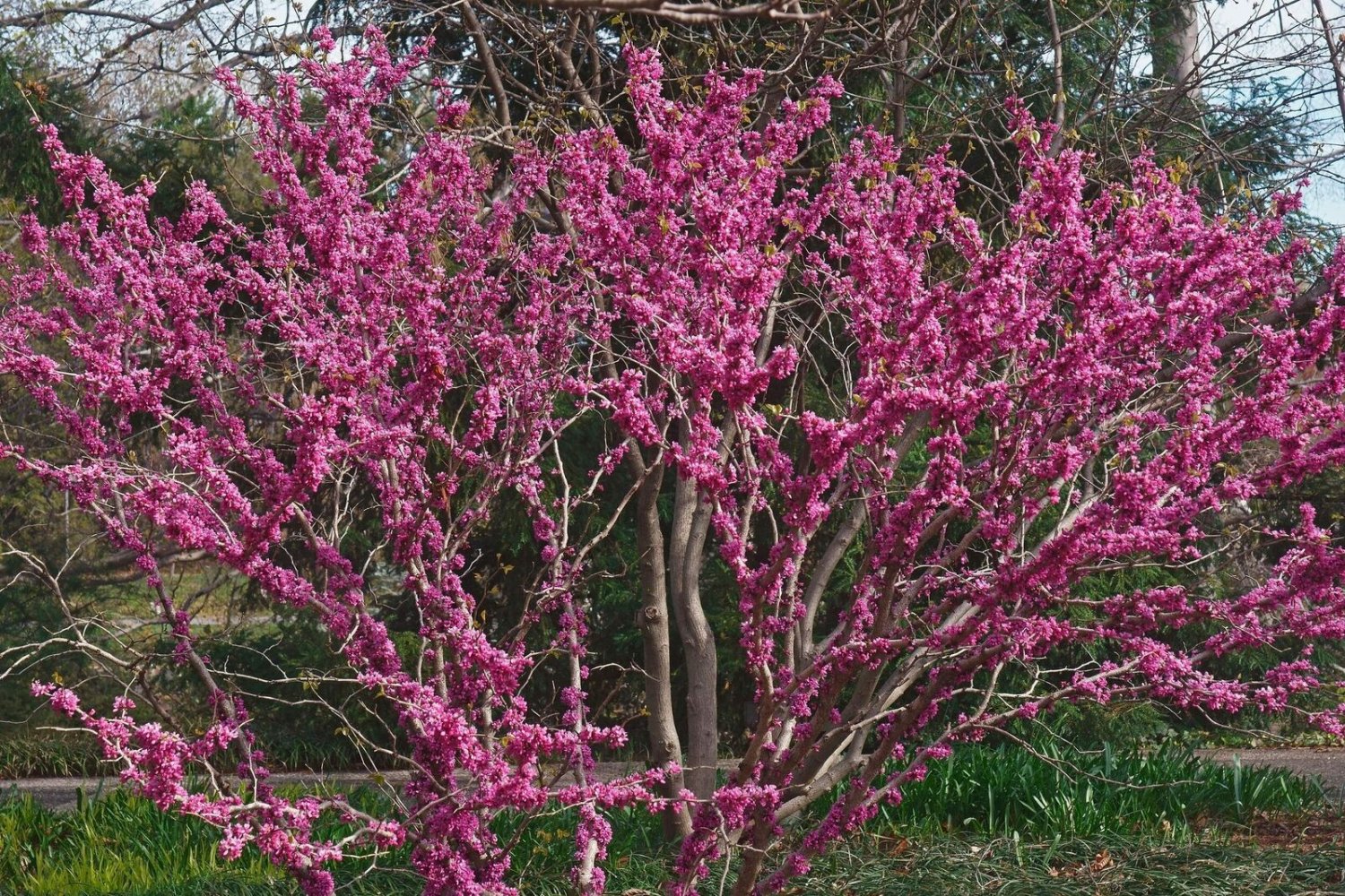 Chinese Redbud Cercis Chinensis Shrub Small Tree Pink Purple 40 Flower ...