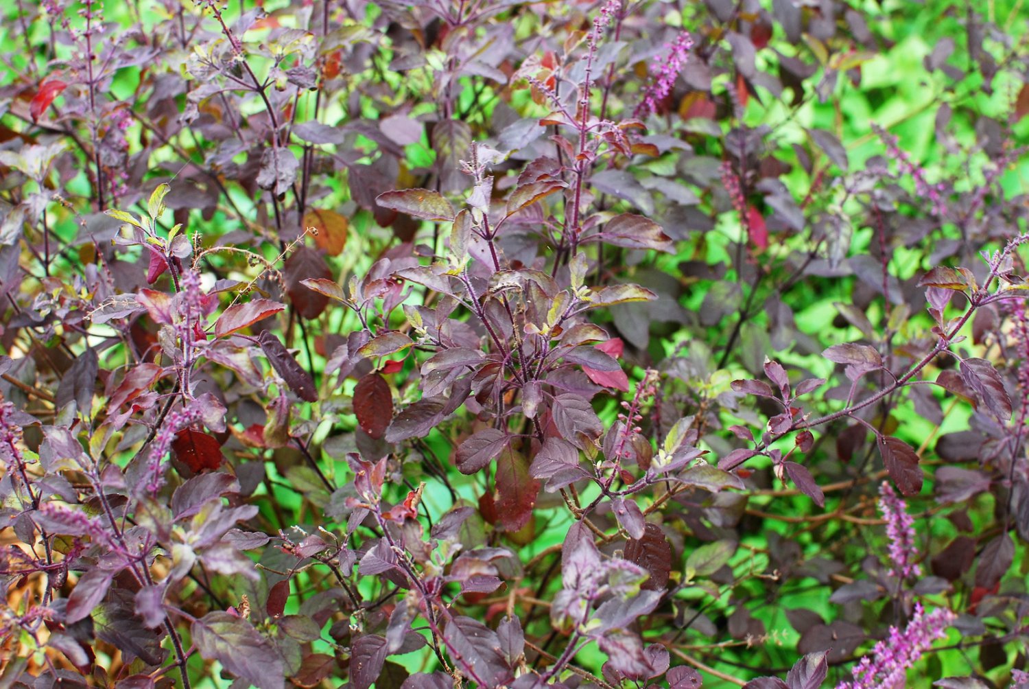 Purple Krishna Tulsi Holy Basil Ocimum Sanctum Tenuiflorum Herb Flower ...