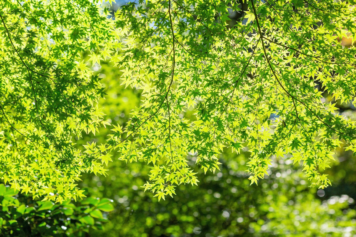 Green Japanese Maple Tree Ornamental Acer Palmatum Yellow Fall Foliage ...