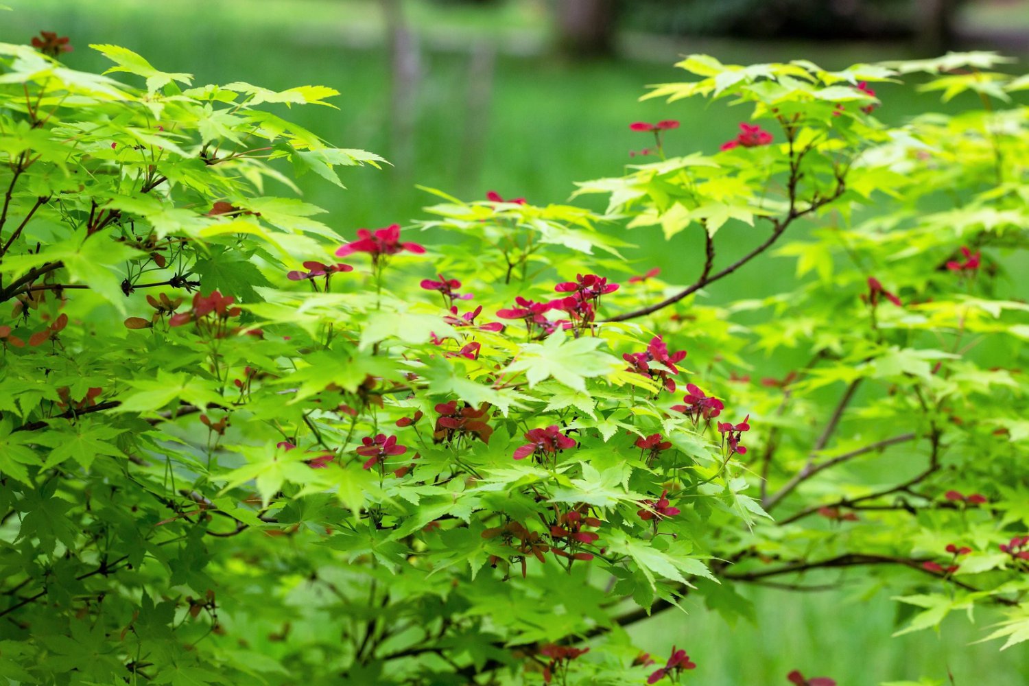 Green Japanese Maple Tree Ornamental Acer Palmatum Yellow Fall Foliage ...