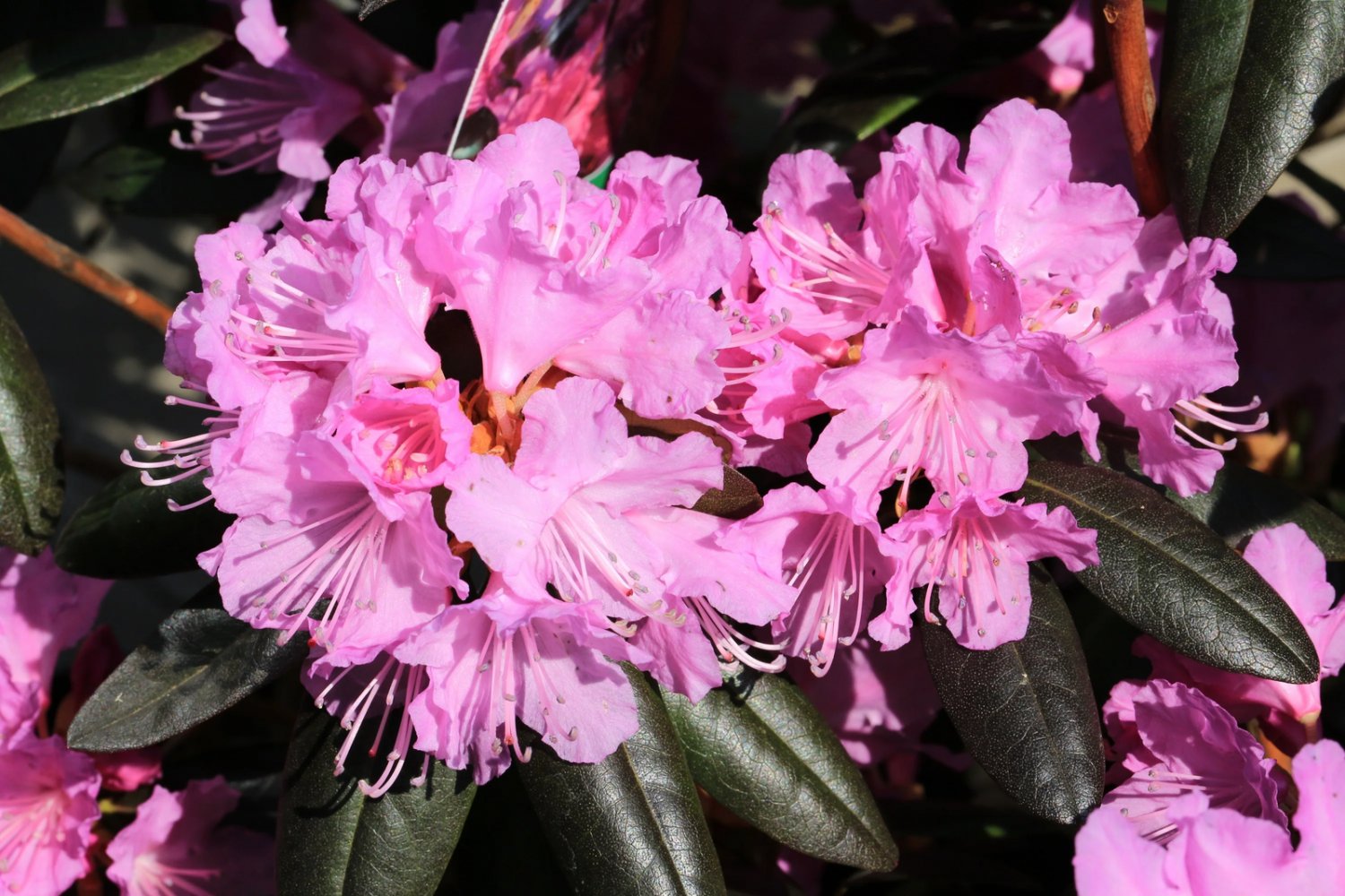 Carolina Rhododendron Carolinianum Dwarf Azalea Pink Purple Flower ...