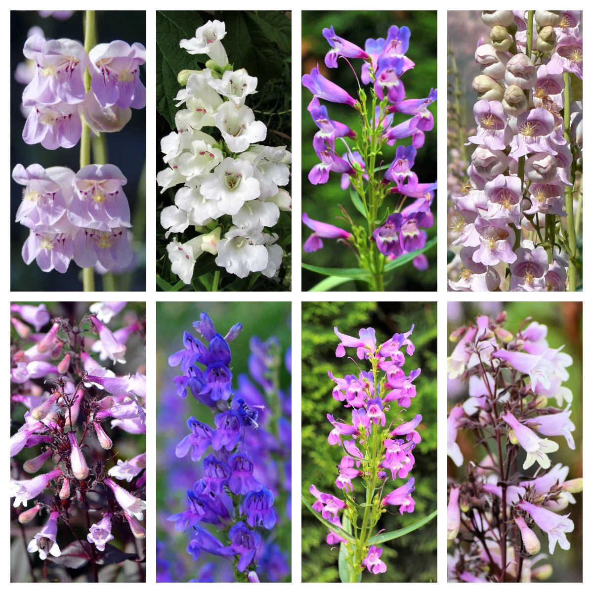 Native Mix Beardtongue Penstemon Grandiflorus Strictus Cobaea + Flower ...