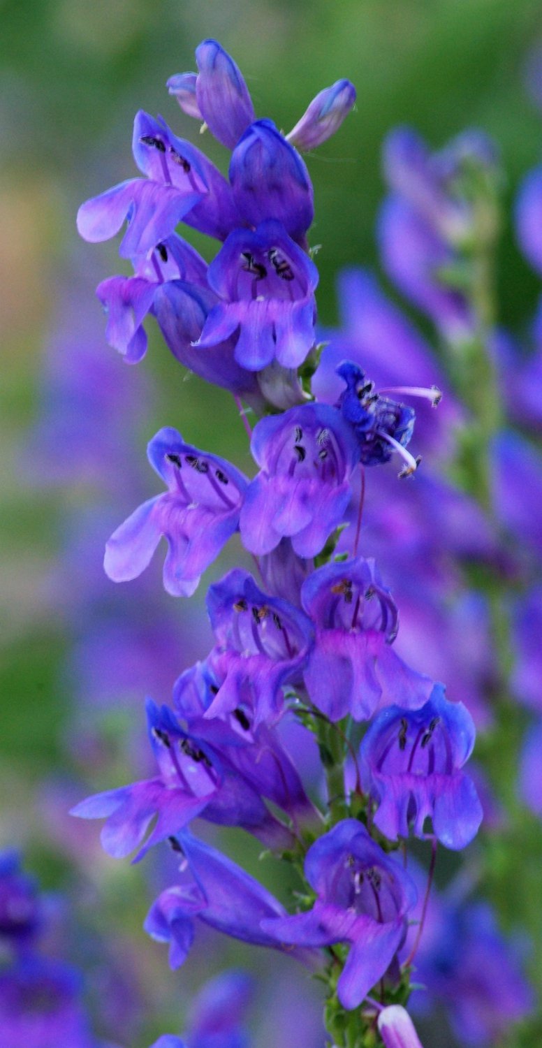 Native Mix Beardtongue Penstemon Grandiflorus Strictus Cobaea + Flower ...
