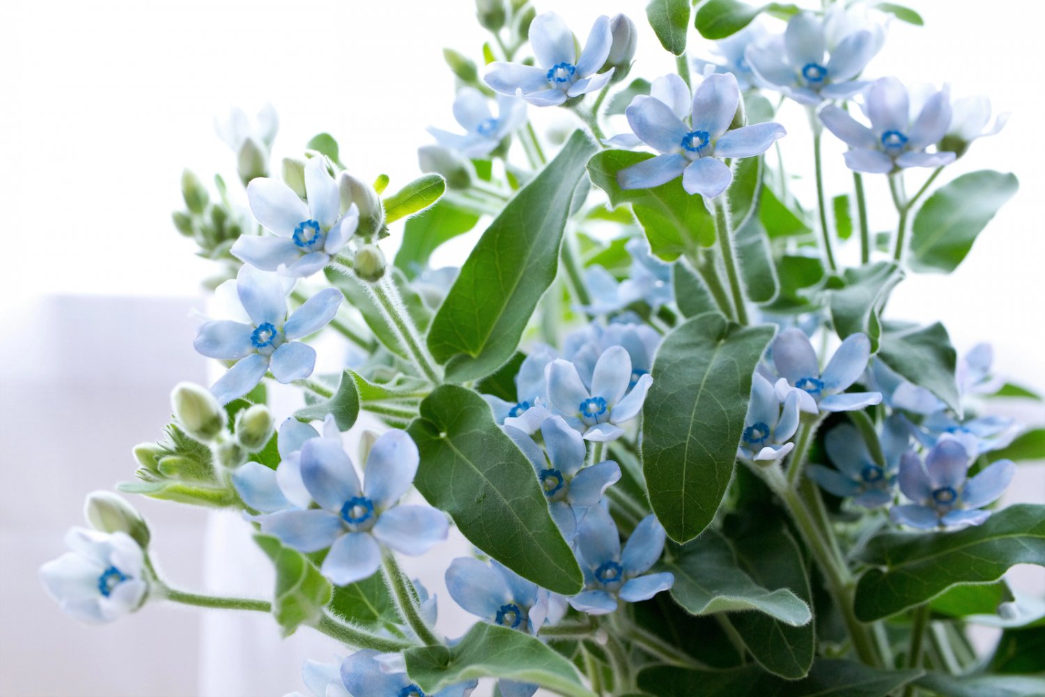 Tweedia Blue Milkweed Southern Star Caerulea Oxypetalum Flower Vine 10 ...