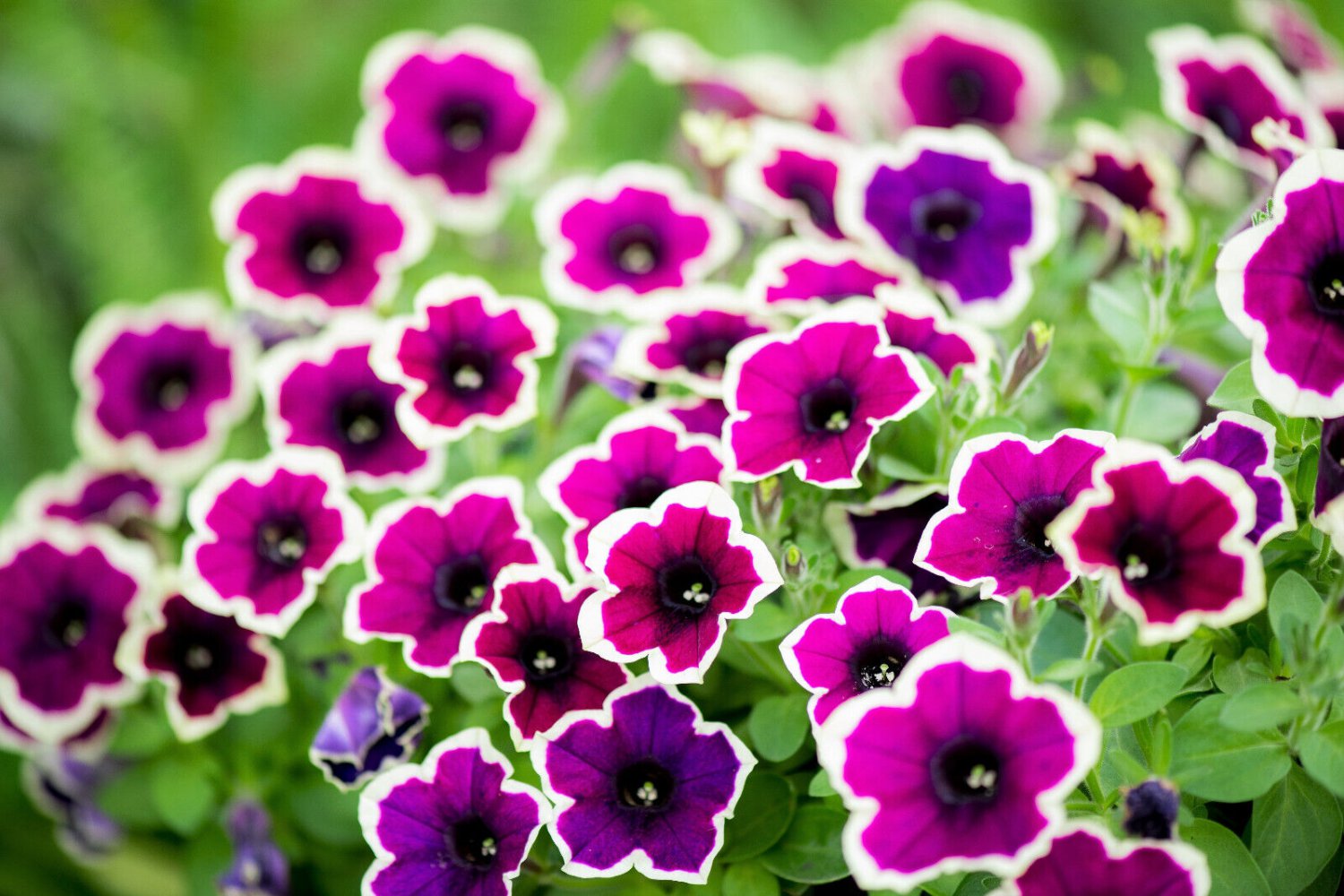 Picotee Petunia Multiflora Mixed Colors Bicolor Blue Purple Red Flower ...