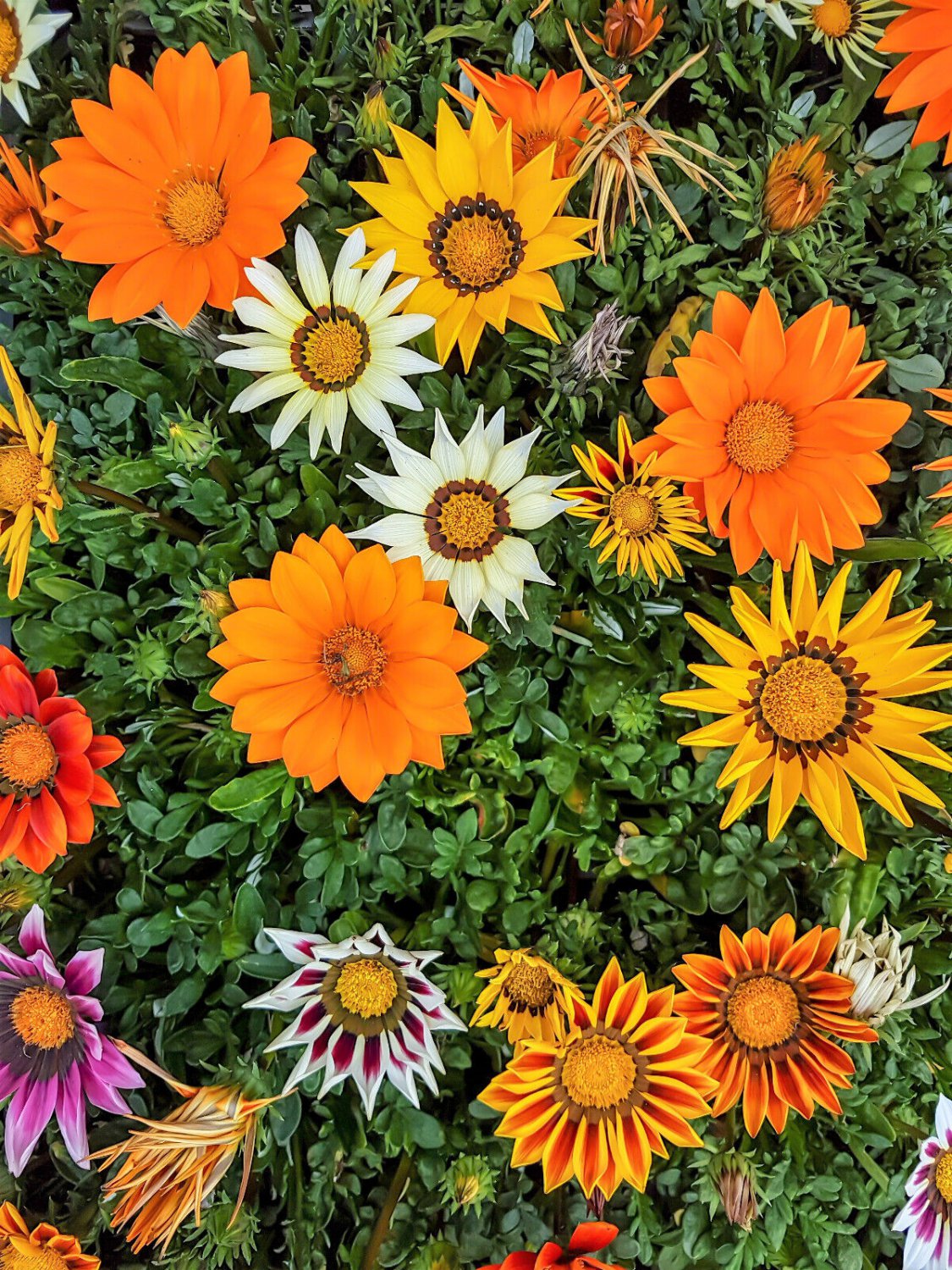 Mixed Colors Gazania Rigens Treasure Flower 30 Seeds