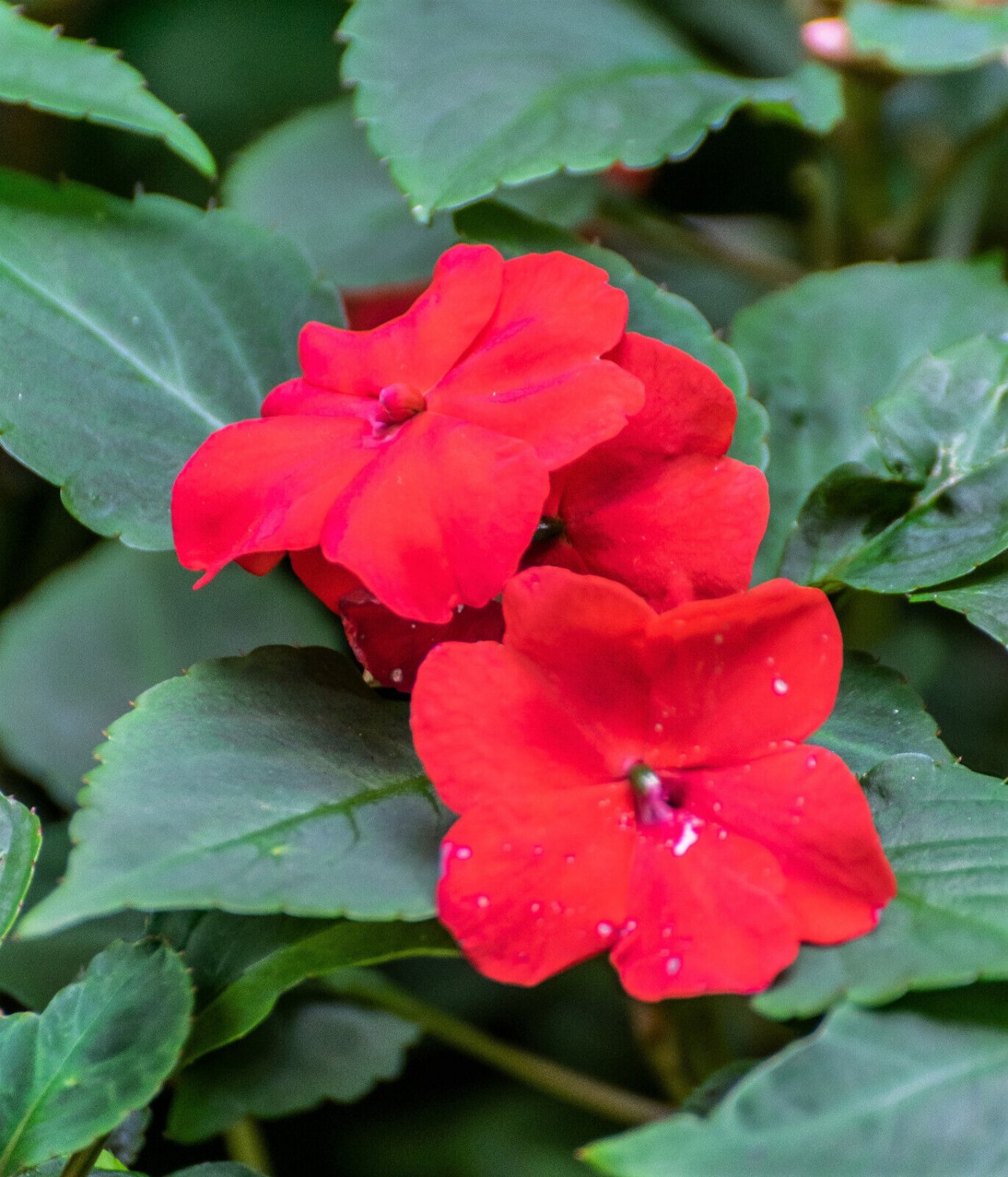 Dwarf Red Impatiens Scarlet Walleriana Sun Or Full Shade Flower 50 Seeds