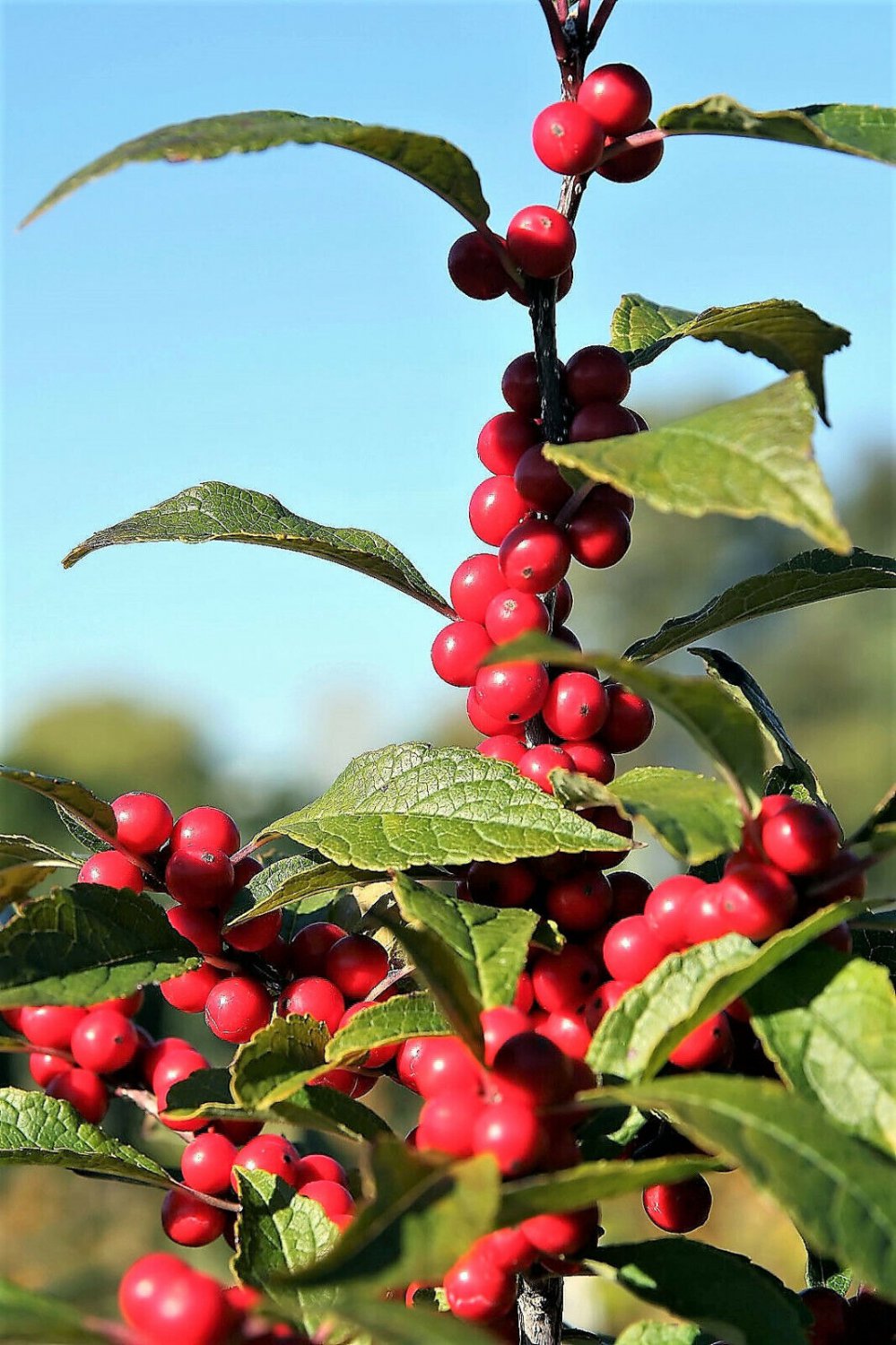 Winterberry Holly Ilex Verticillata Black Alder Tree Shrub Red Berry 50 ...