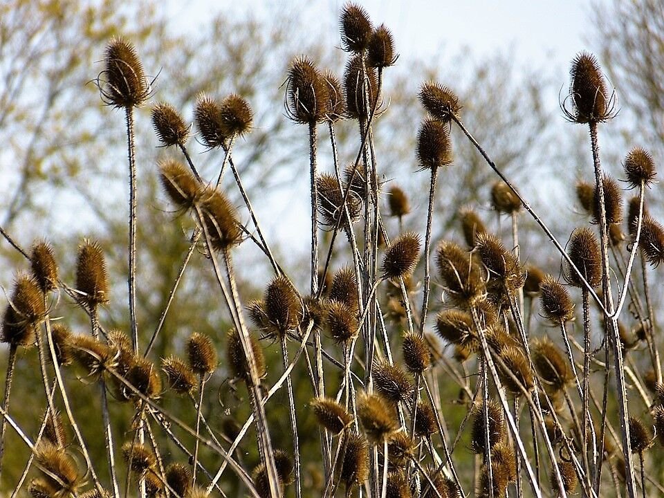 Fullers Teasel Indian Teasel Dipsacus Sativus White Flower 75 Seeds
