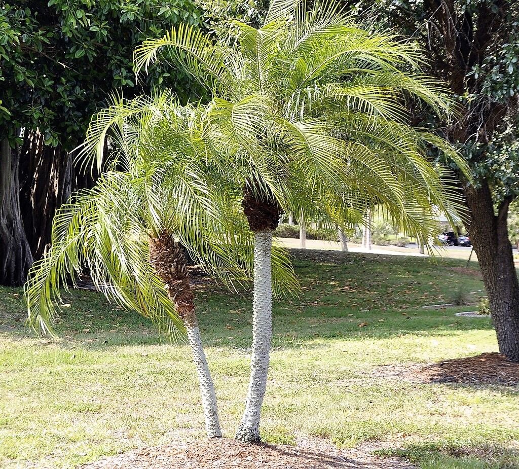 Pygmy Date Palm Phoenix Roebelenii Dwarf Miniature Tree 10 Seeds