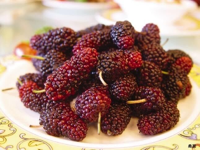 Mulberry Tree Bush Morus Rubra Red Berry Fruit 15 Seeds